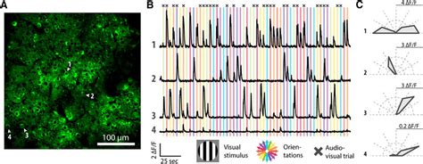 Two Photon Calcium Imaging Of Neuronal Activity In Layer Iiiii Of V1 Download Scientific