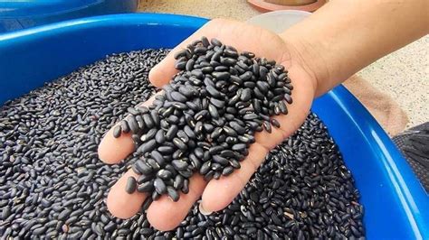 ข่าวดี กรมส่งเสริมการเกษตรเตรียมส่งมอบเมล็ดพันธุ์พืชผัก สื่อกลางแสดงความรักต่อเกษตรกร ศูนย์