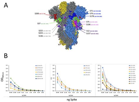 Characterization Of Epitope Recognized By Isolated S Specific Mabs A Download Scientific