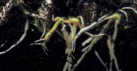 Biologists Use Genetic Circuits To Program Plant Roots Rgenomics