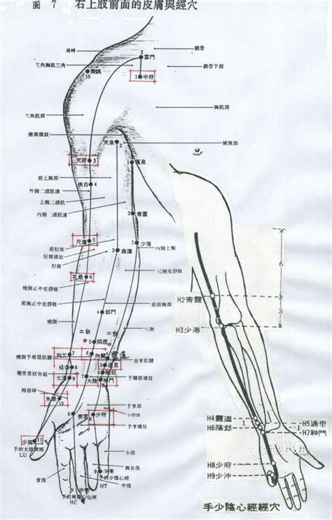 3上肢穴道 穴道經絡acupuncture study udn部落格
