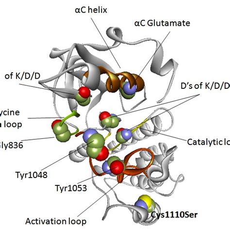 Molecular Docking Simulation With Atpadp At Binding Sites In The Download Scientific Diagram