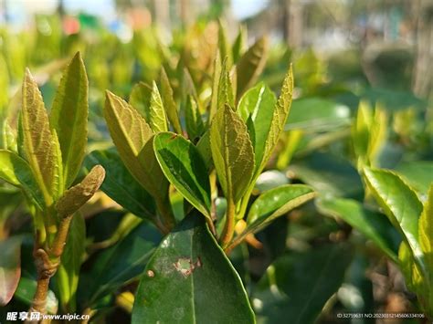 嫩芽摄影图 山水风景 自然景观 摄影图库 昵图网
