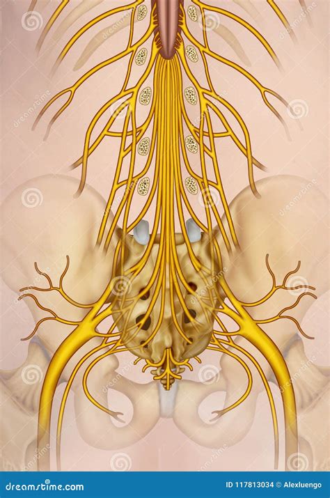 Lumbar Sacral Nerve Branch Illustration Spinal Nerves