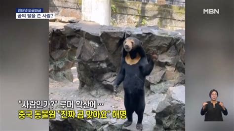 인터넷 와글와글 두 발로 선 곰곰의 탈을 쓴 사람 아닌가요 네이버 Tv