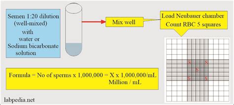 Semen Part 1 Semen Examination Semen Analysis Semen