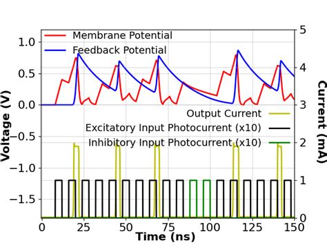 Basic Spiking Behavior With Excitatory And Inhibitory Input Inhibitory Download Scientific