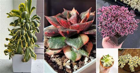 22 Best Variegated Succulents Colorful Succulents