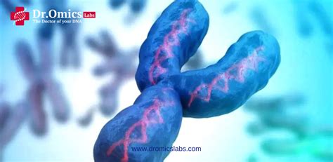 Decoding The Mysteries Of Y Chromosome In Humans Evolution Forensics