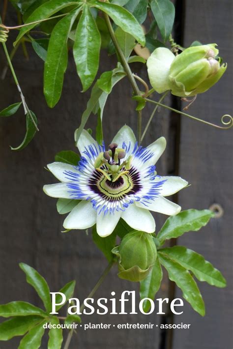 Passiflore Fleur De La Passion Planter Cultiver Tailler Artofit