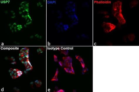 Invitrogen Usp7 Monoclonal Antibody Usp 3d8 Ebioscience 100 μg