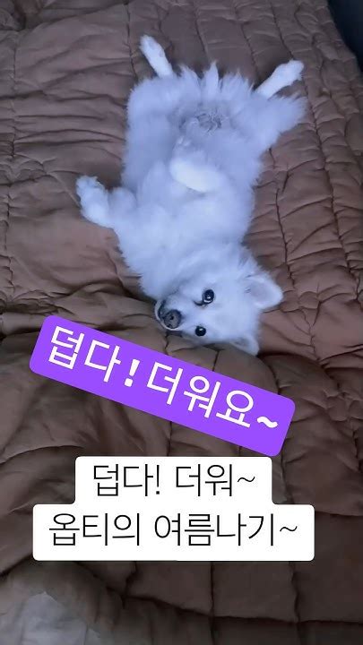 옵티의 여름나기 덥다~더워 강아지자는모습 거제도버스킹 스피츠 Youtube