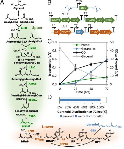 The Isoprenoid Alcohol Pathway A Synthetic Route For Isoprenoid