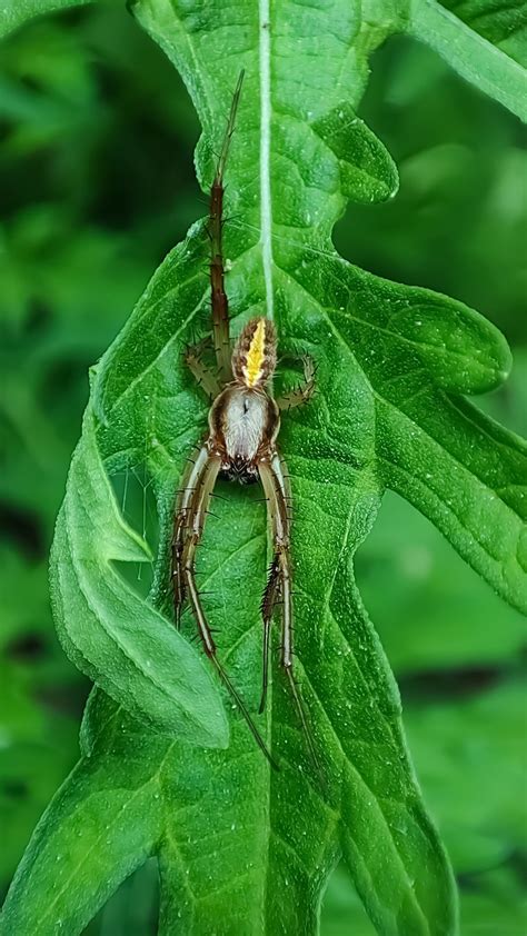 Spider Leaf Nature Free Photo On Pixabay Pixabay