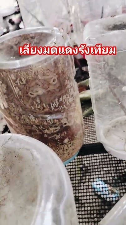 มดแดงกำลังขยายจำนวน ปลายฝนต้นหนาว มดแดงรังเทียม เลี้ยงมดแดงรังเทียม Youtube