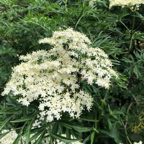 Sambucus Nigra Laciniata