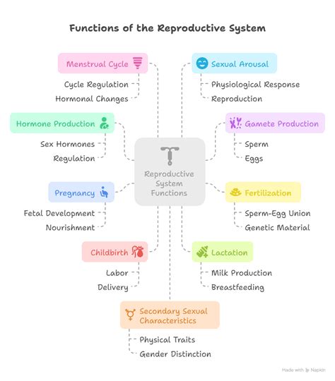 Reproductive System