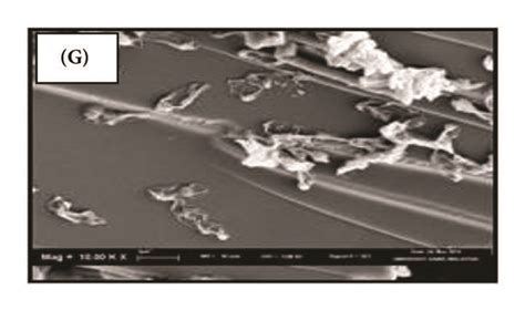 Scanning Electron Micrographs Of Pseudomonas Aeruginosa A Untreated