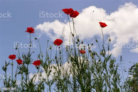 양귀비 속 Rhoeas 또는 일반적인 양귀비 붉은 양귀비는 붉은 꽃잎을 가진 양귀비 가족 인 Papaveraceae의 일년생 초본 꽃 식물입니다 개양귀비에 대한 스톡 사진