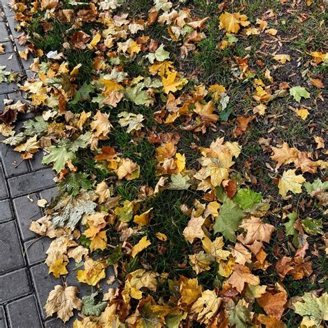 Осеннее фото Кленовые листья Осенние фото Листья