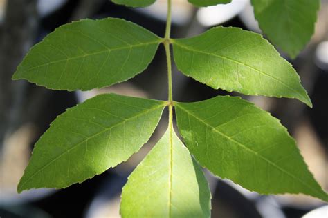Green Ash Leaf 3 Ontario Native Plant Nursery Container Grown