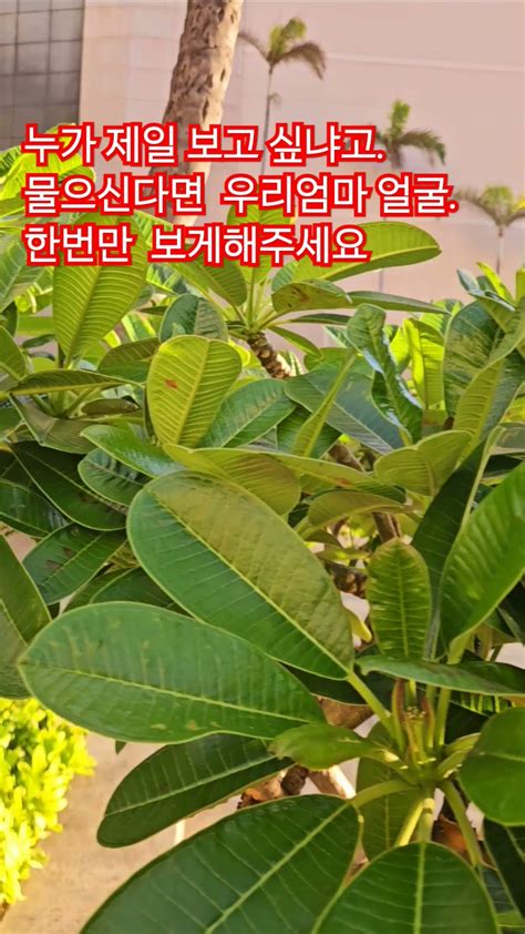 보고싶은우리엄마 추억의소야곡정동원 Youtube