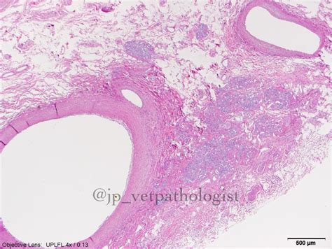 Jaime Paulin Dvmdiplacvp On Linkedin Vetpathology Pathology Path Jaime Paulin Dvmdiplacvp On Linkedin Vetpathology Pathology Path