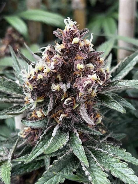 Mosca Seeds Tiki Madman Ice Pie X Raspberry Boogie Strain Fem Photo 6 Pack Multiverse