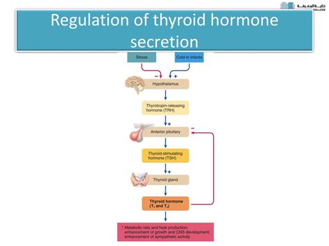 Ppt Physiology Of Thyroid Gland Powerpoint Presentation Free Download Id2089814