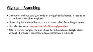 Glycogenesis And Glycogenolysis Pptx
