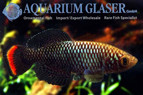 Nothobranchius Pienaari Aquarium Glaser Gmbh