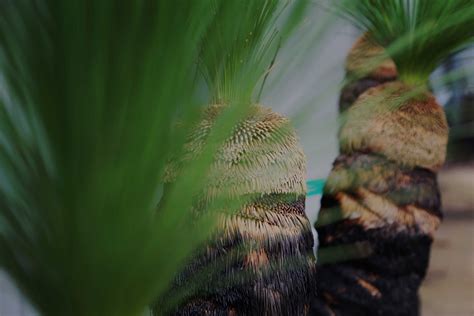 Grass Trees Homepage Phillips Landscapes