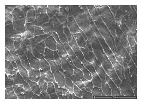 Microstructure A Molten Pool Before Stretching B Molten Pool