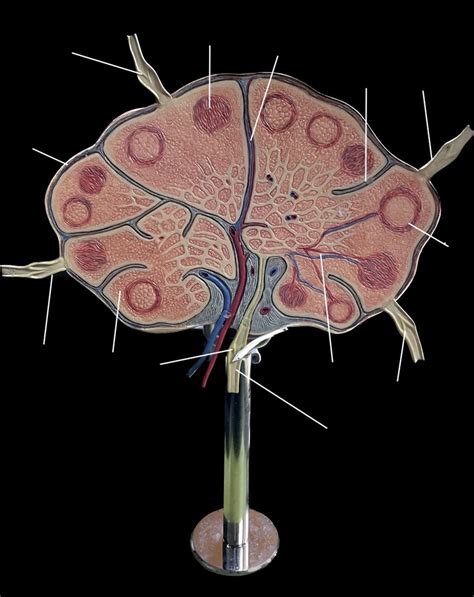 Lymph Node Structures 2 Diagram Quizlet
