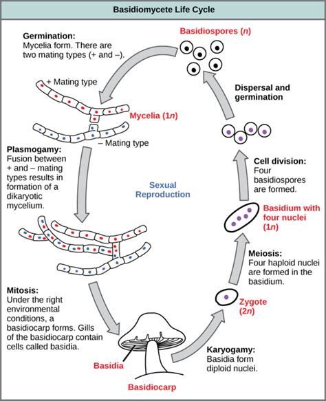 Image Result For Fungi Basidiomycota Life Cycle Biology Fungi Life