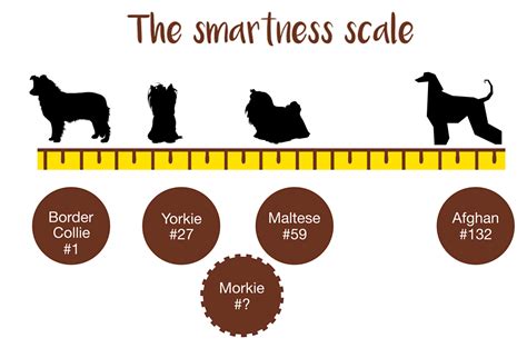 Smart Chart About Morkies