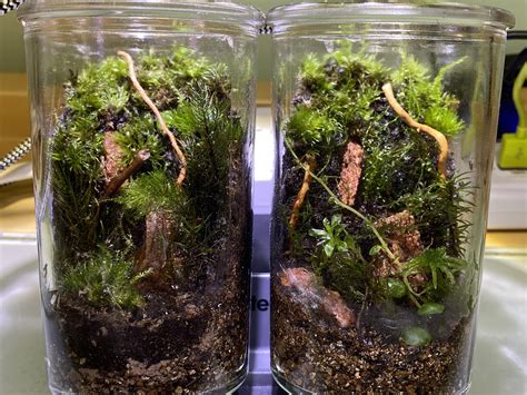 Mini Terrariums Rterrariums