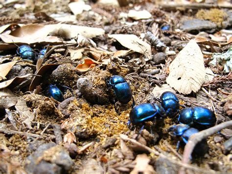 【糞虫】汚いなんて言わないで！実は偉大な虫なんです ～「ころころゼンマイフンコロガシ」好評発売中～｜株式会社キタンクラブ