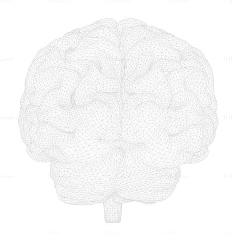 Human Brain 3d Model