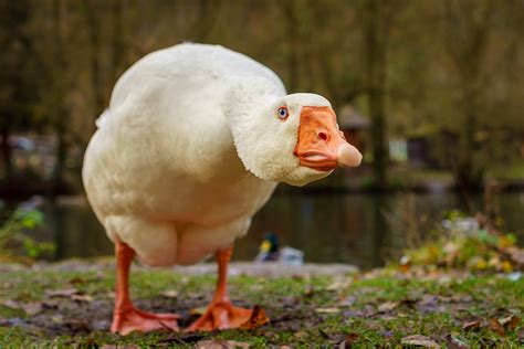 Goose Wallpaper: A Majestic Canvas for Your Digital Haven - Wall Awank21