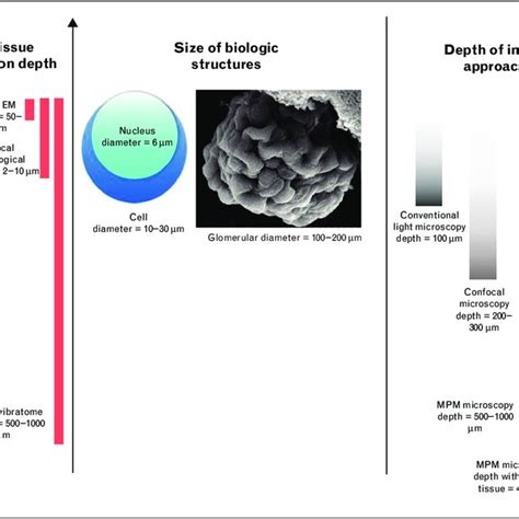 Differences Between Wide Field Confocal And Multiphoton Microscopy Download Scientific