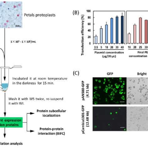 Pdf Highly Efficient Protoplast Isolation And Transient Expression