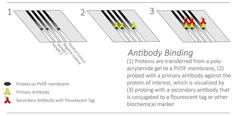 Western Blot Protocol Kinesisdx