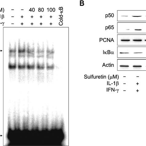 Sulfuretin Inhibits Cytokine Induced Nf κb Activation In Rinm5f Cells