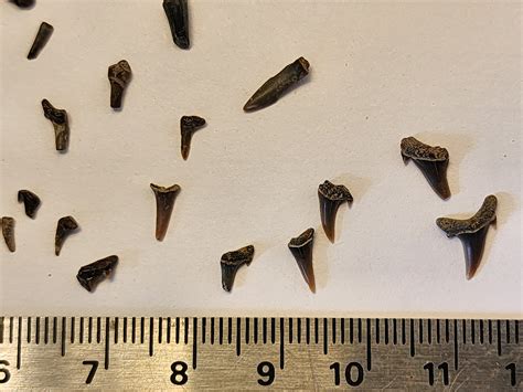 My Small Collection Microfossil Id Fossil Id The Fossil Forum