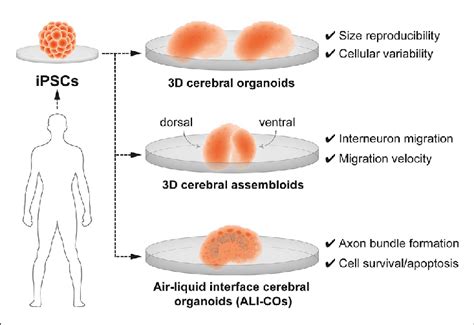 3d Brain Organoids For Modeling Human Brain Development And Download Scientific Diagram