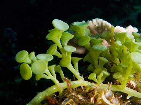 Are Algae Plants — In Defense Of Plants