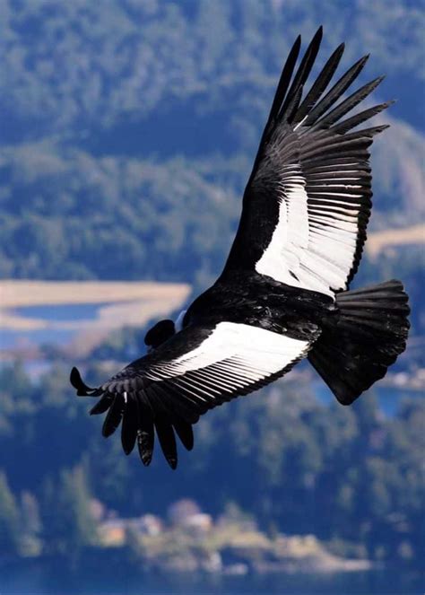 9 Biggest Birds That Fly Worlds Largest By Wingspan And Weight Storyteller Travel