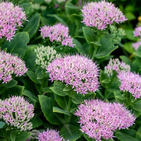Sedum Spectabile Garden Express