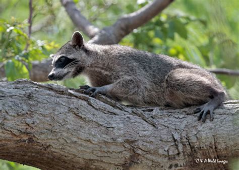 Wildlife In Panama City Metropolitan National Park